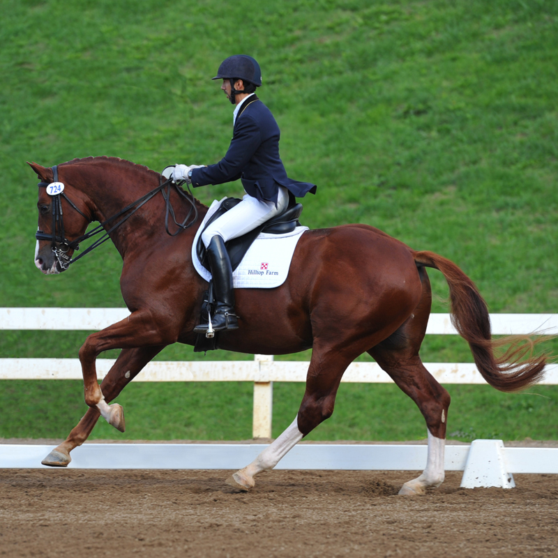 Qredit_US_BLMs_PicsOfYou_Stallion_web-800x800 - Hilltop Farm, Inc.