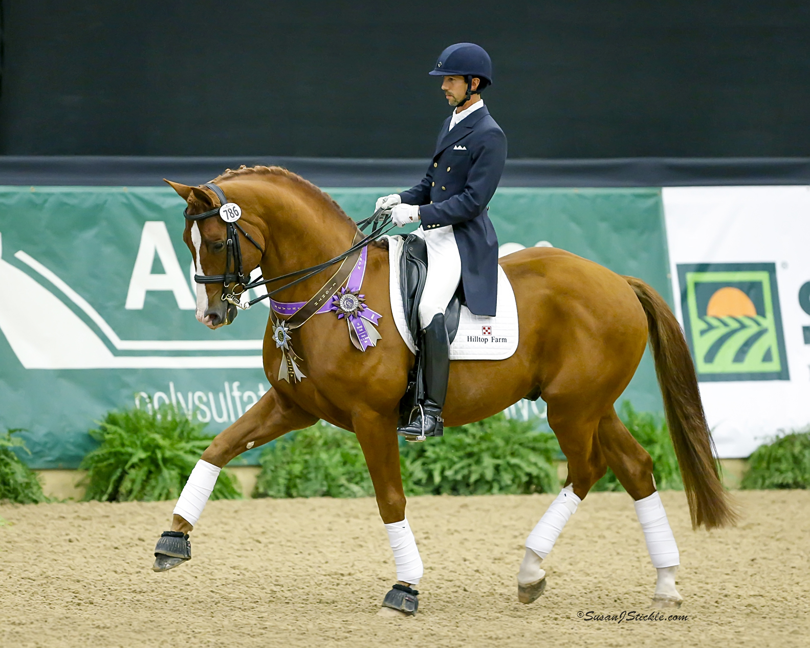Qredit_US_Nationals_SusanJStickle_stallion_web-1583x1266 - Hilltop Farm, Inc.