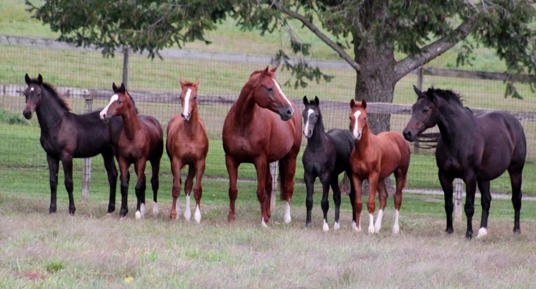 Mare Management - Hilltop Farm, Inc.