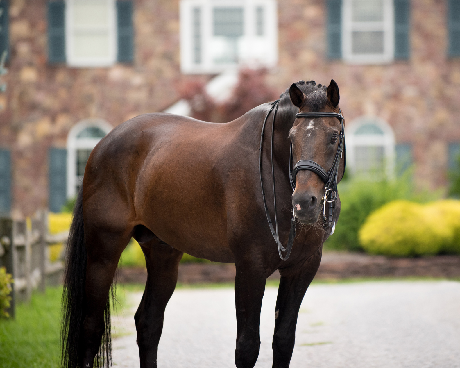 olivi_stallion_web1583x1266 - Hilltop Farm, Inc.