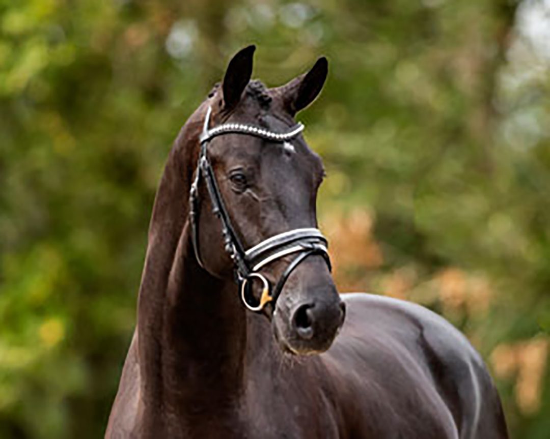 Home - Hilltop Farm, Inc.