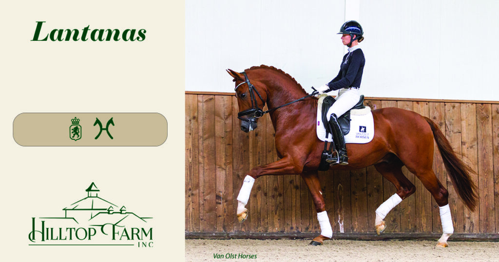 Lantanas_Stallion-Link-Share-Photo - Hilltop Farm, Inc.