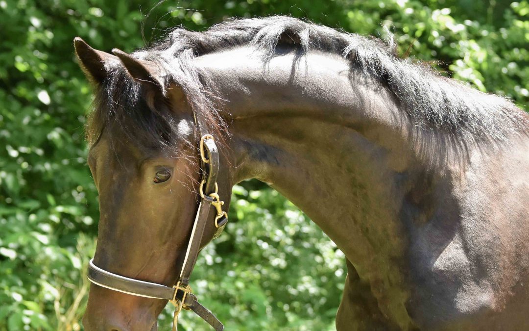 Kjento Archives - Hilltop Farm, Inc.