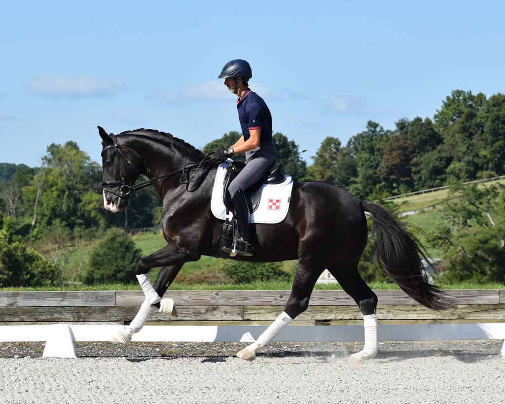 Dressage Horse Cantering