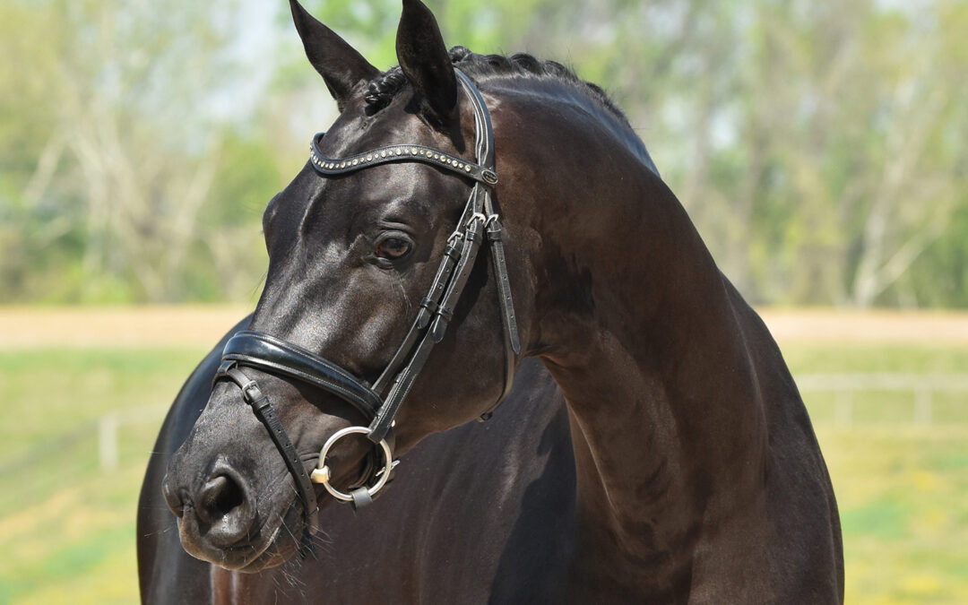 Stallions Archive - Page 2 of 6 - Hilltop Farm, Inc.