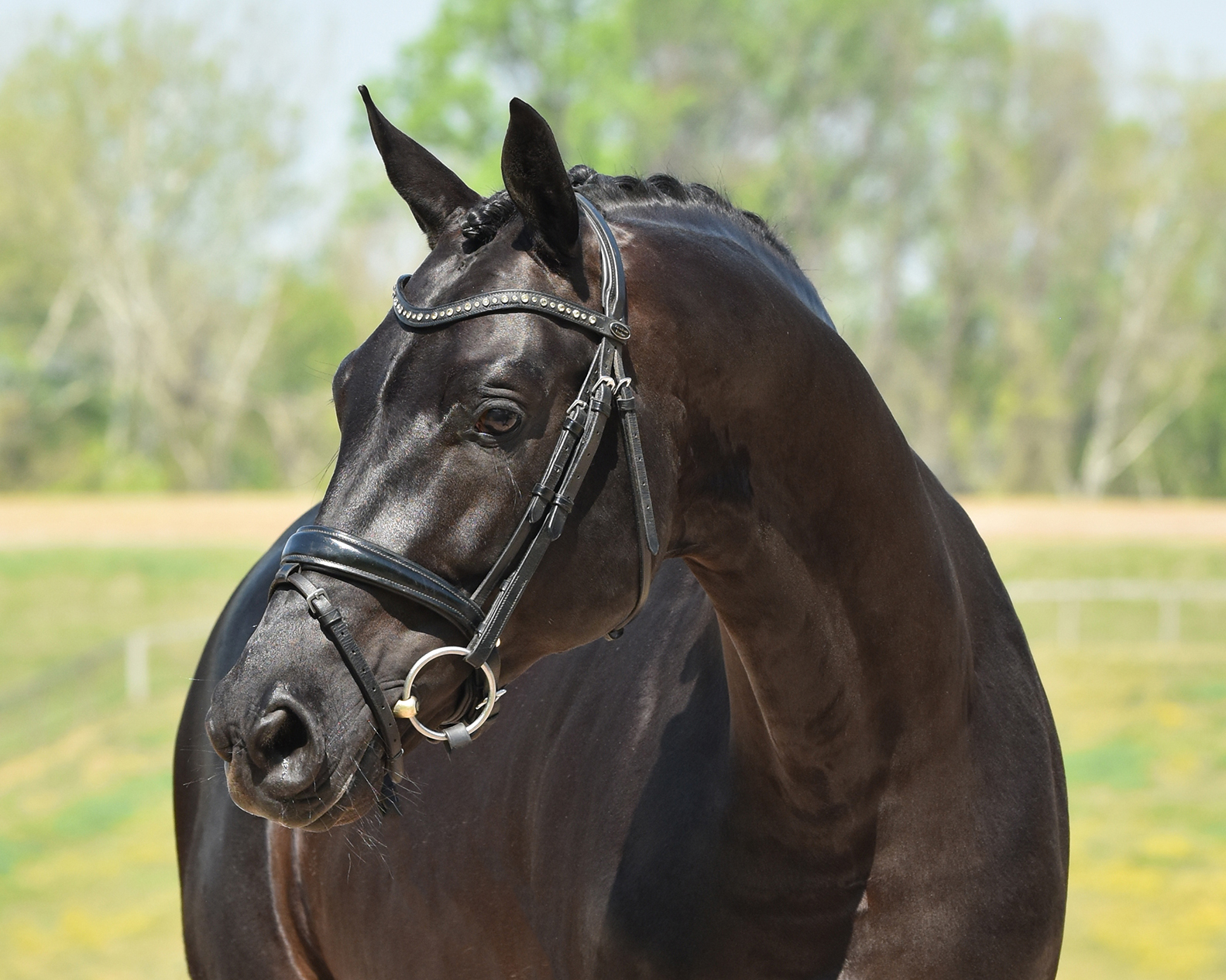 Fürst Gribaldi - Hilltop Farm, Inc.