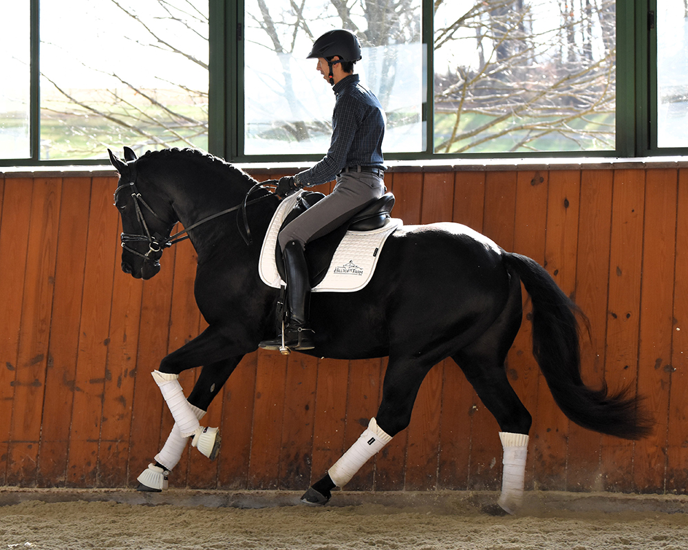 Fürst Gribaldi - Hilltop Farm, Inc.