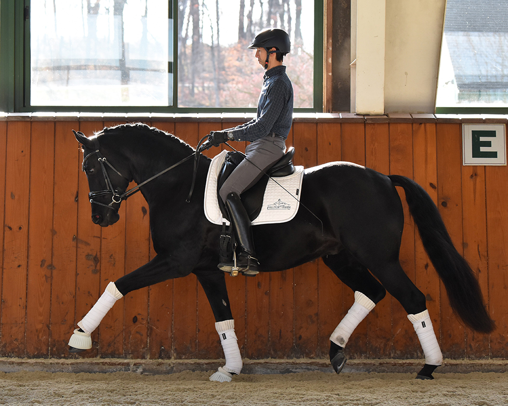 Fürst Gribaldi - Hilltop Farm, Inc.